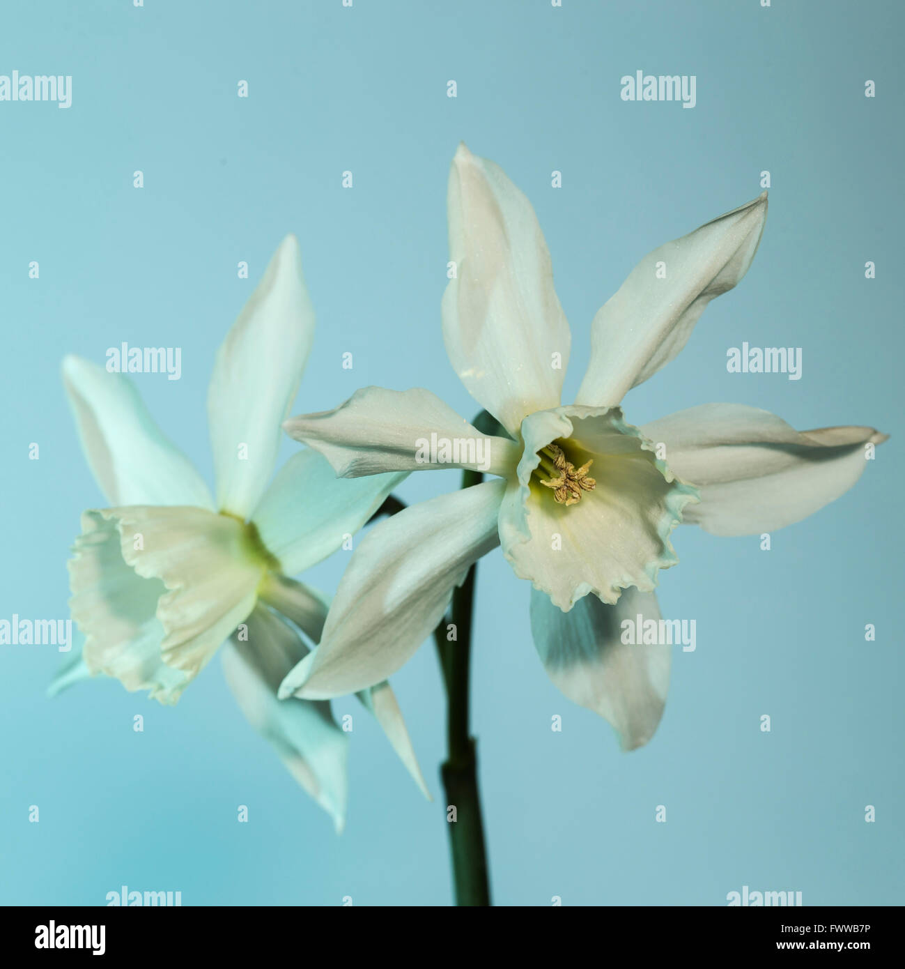Double Headed Daffodil Against Pale Blue Background Stock Photo - Alamy