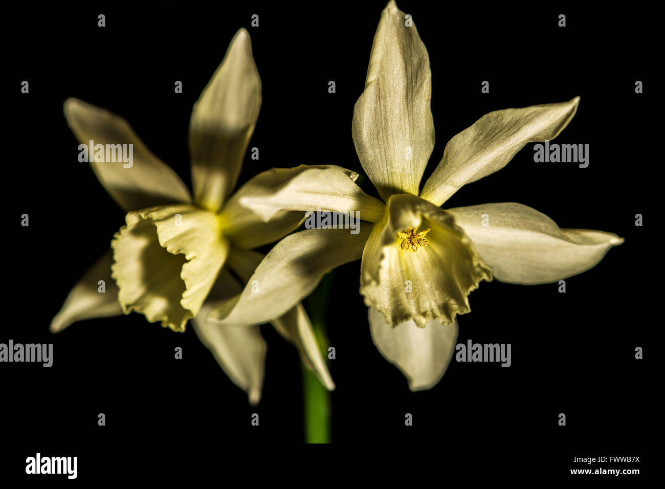 Double Headed Daffodil Against Black Background Stock Photo - Alamy