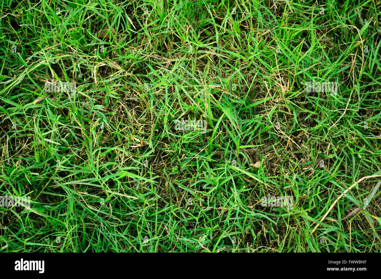 Yard texture hi-res stock photography and images - Alamy