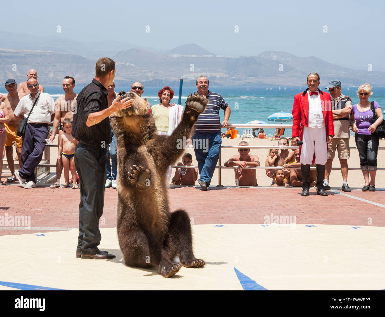 Circus Bear performing in Spain Stock Photo - Alamy