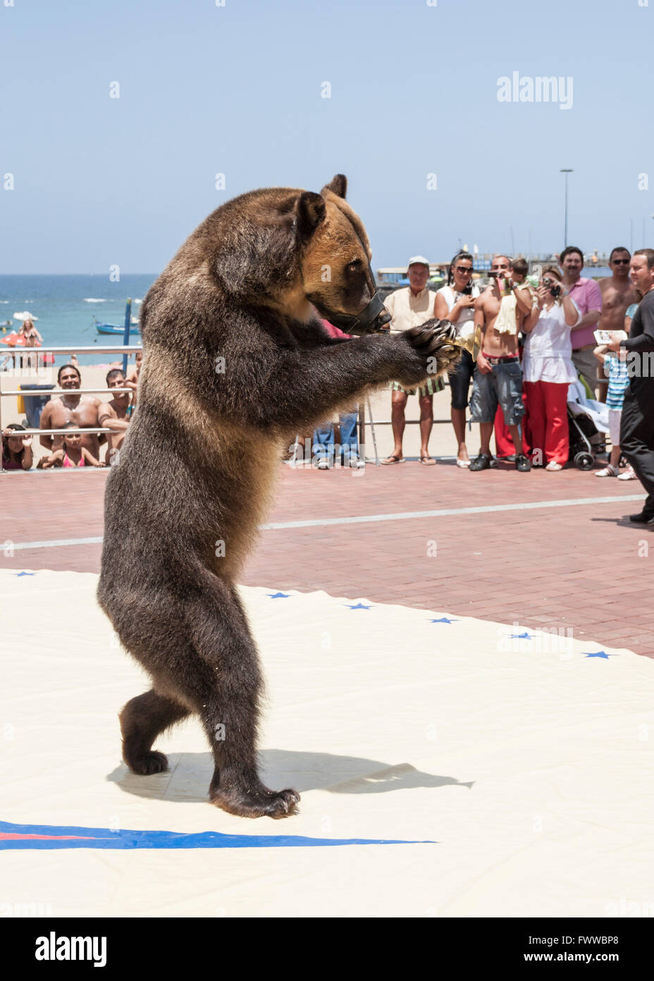 Bear in circus hi-res stock photography and images - Alamy