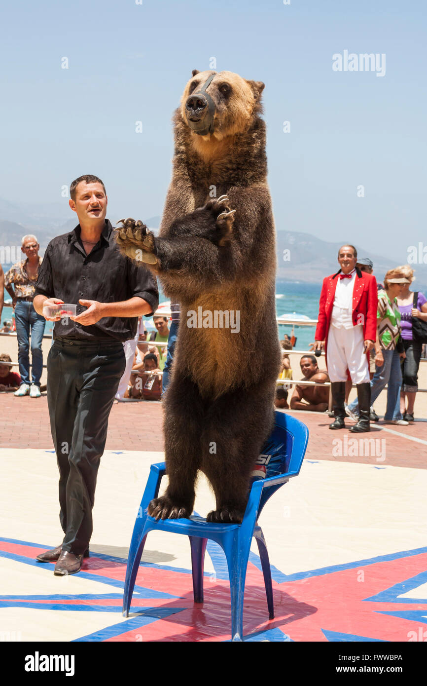 Circus bear hi-res stock photography and images - Alamy