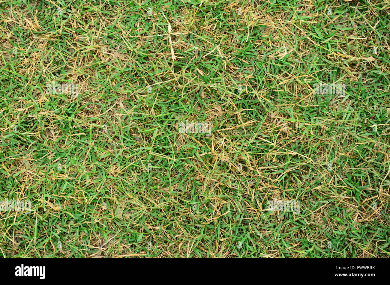Yard texture hi-res stock photography and images - Alamy