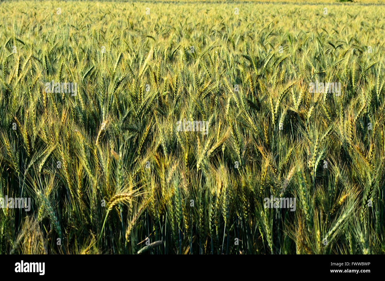 Green Wheat Field Stock Photo - Alamy