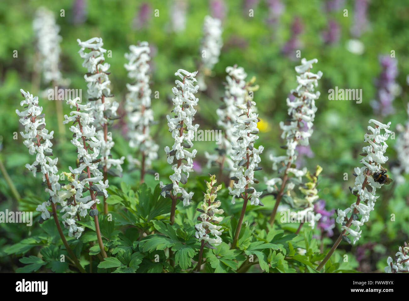 Corydalis cava spring flowers Stock Photo - Alamy