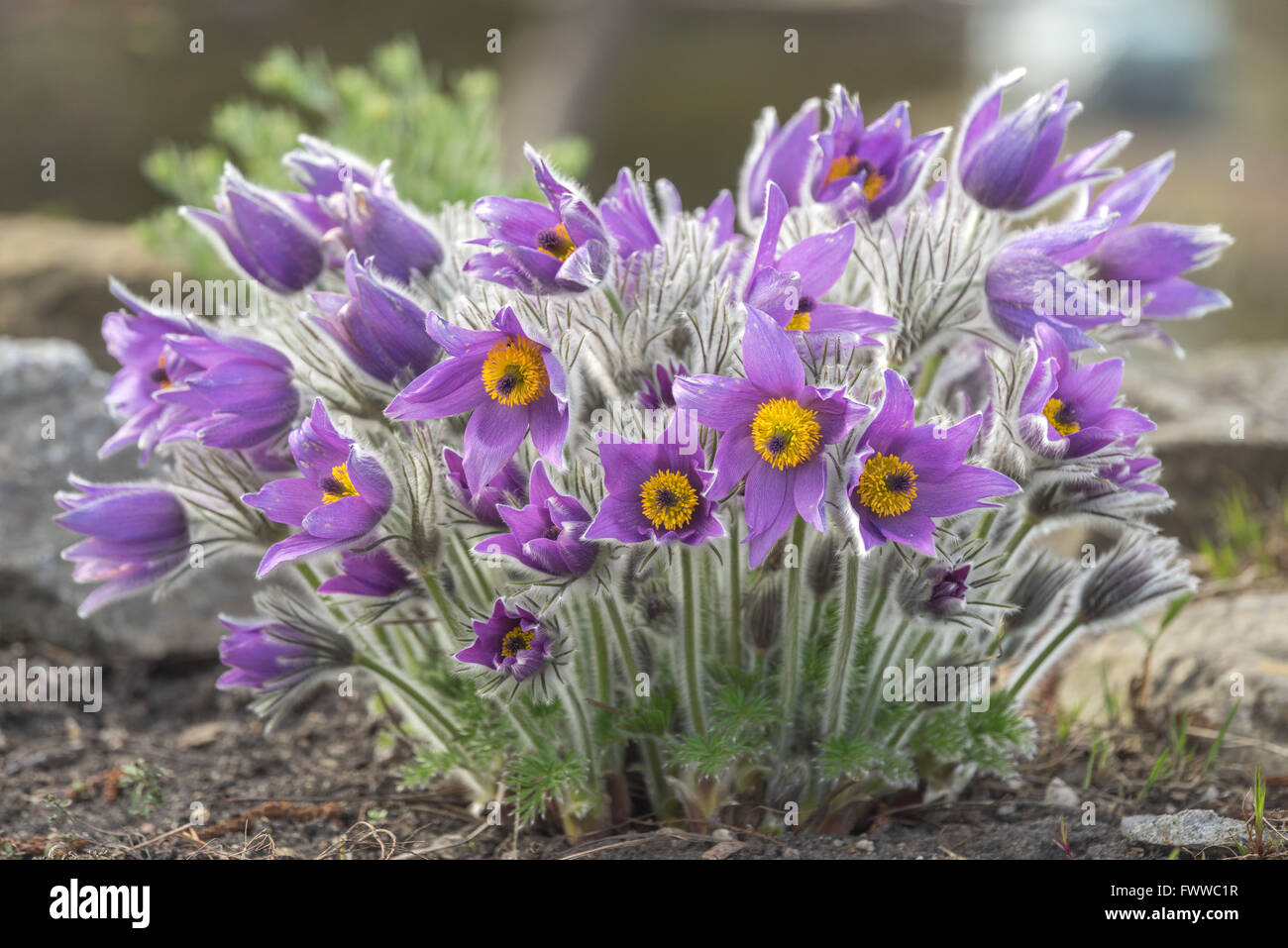 Halleri hi-res stock photography and images - Alamy