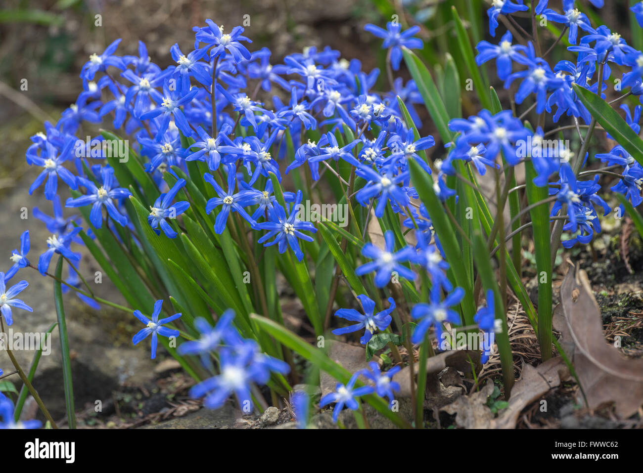 Blue chionodoxa spring flowers close up Chionodoxa sardensis Stock ...