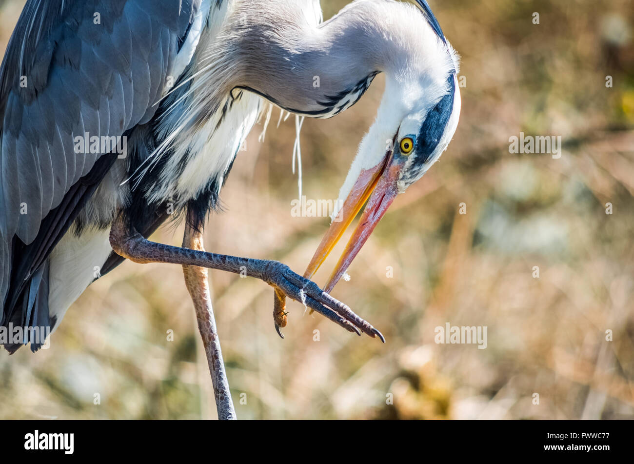 Heron Cleaning Foot High Resolution Stock Photography and Images - Alamy
