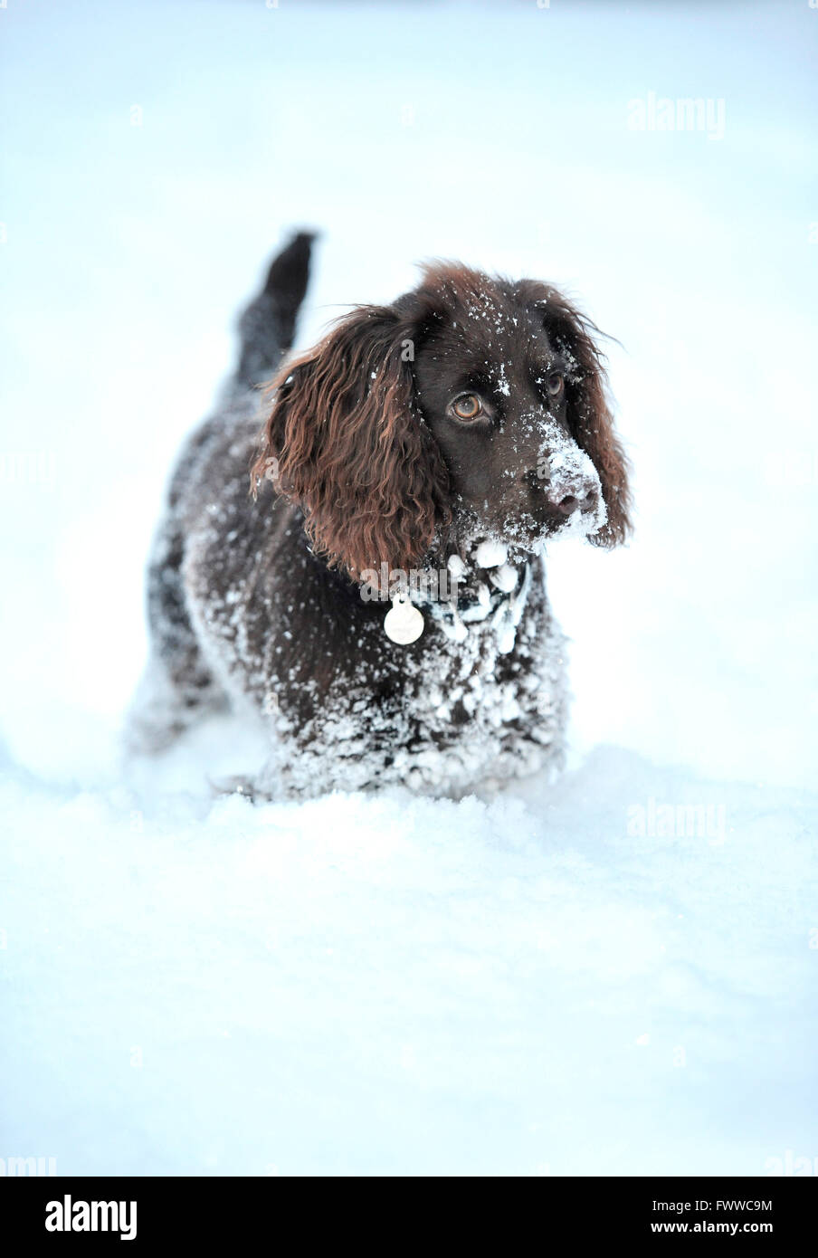 Cocker spaniel in the snow hi-res stock photography and images - Alamy