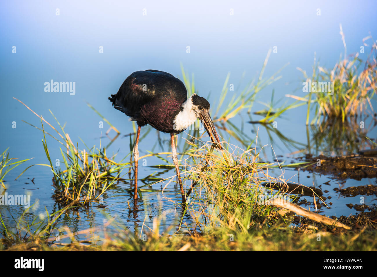 White large long necked bird hi-res stock photography and images - Alamy