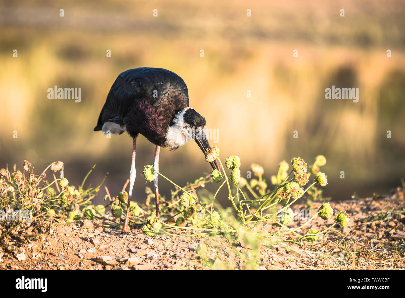 White large long necked bird hi-res stock photography and images - Alamy