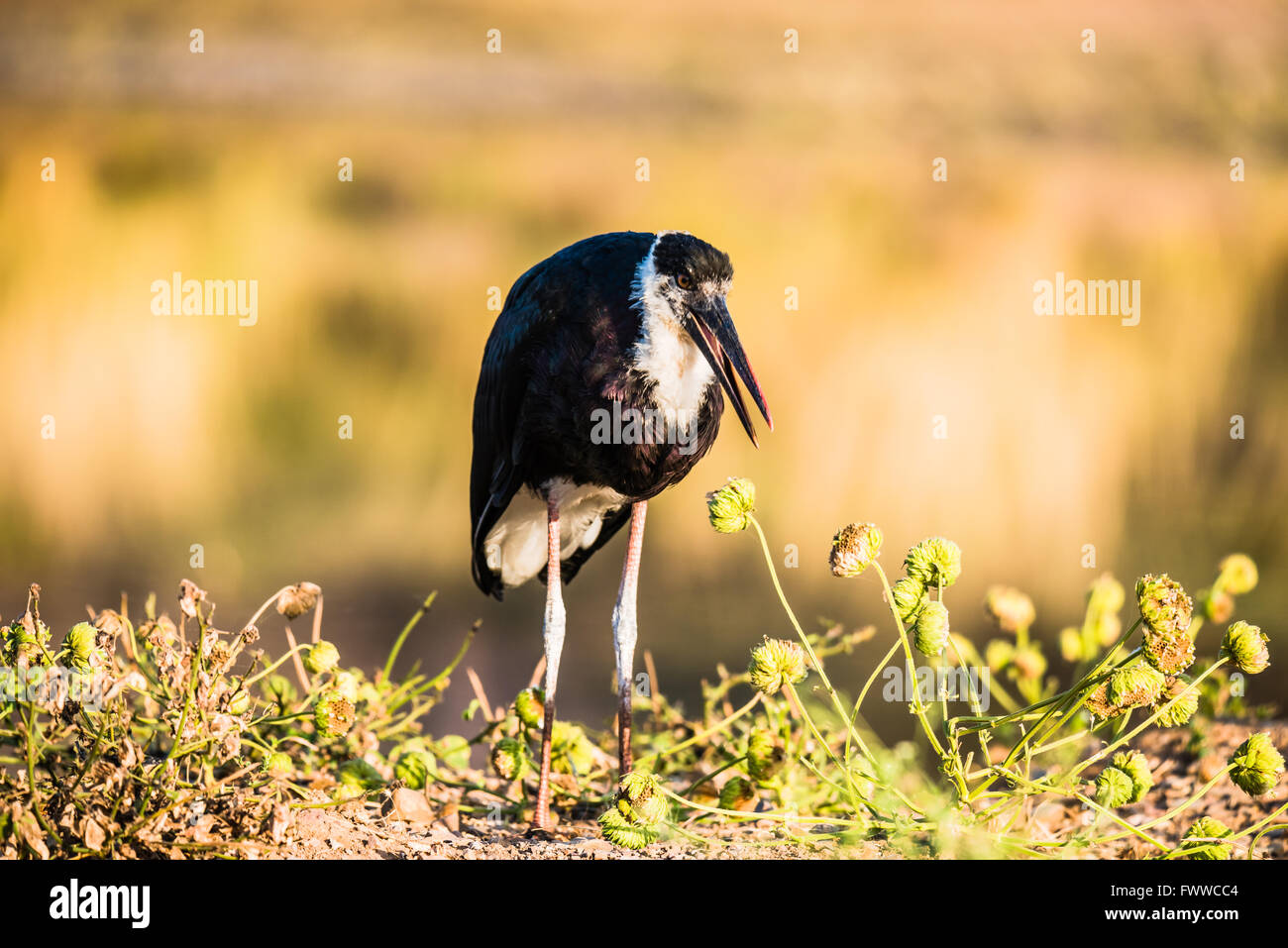 White large long necked bird hi-res stock photography and images - Alamy