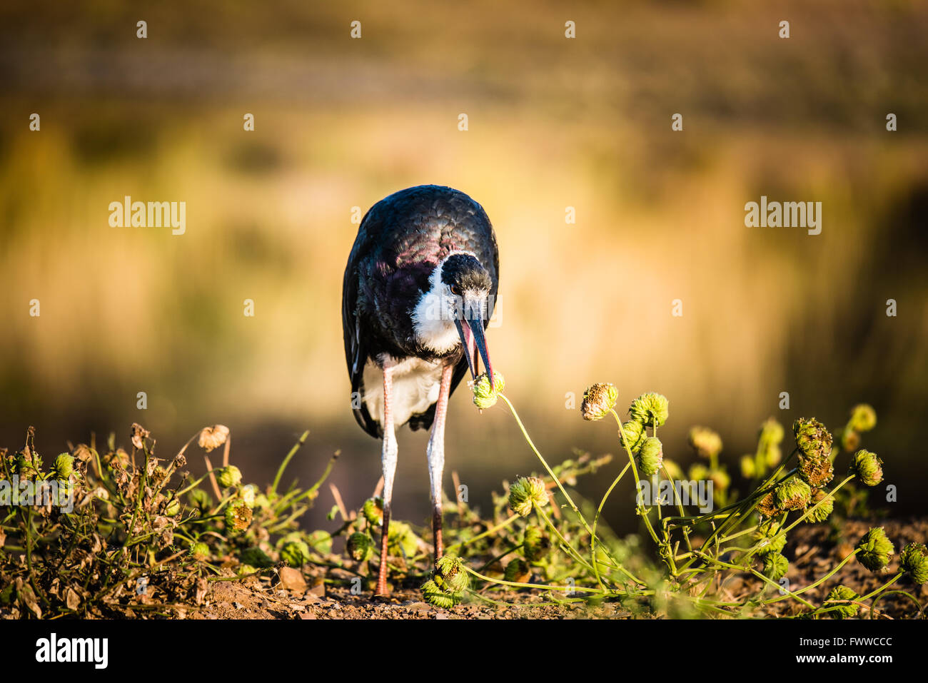 The woolly-necked stork, bishop stork or white-necked stork is a large ...