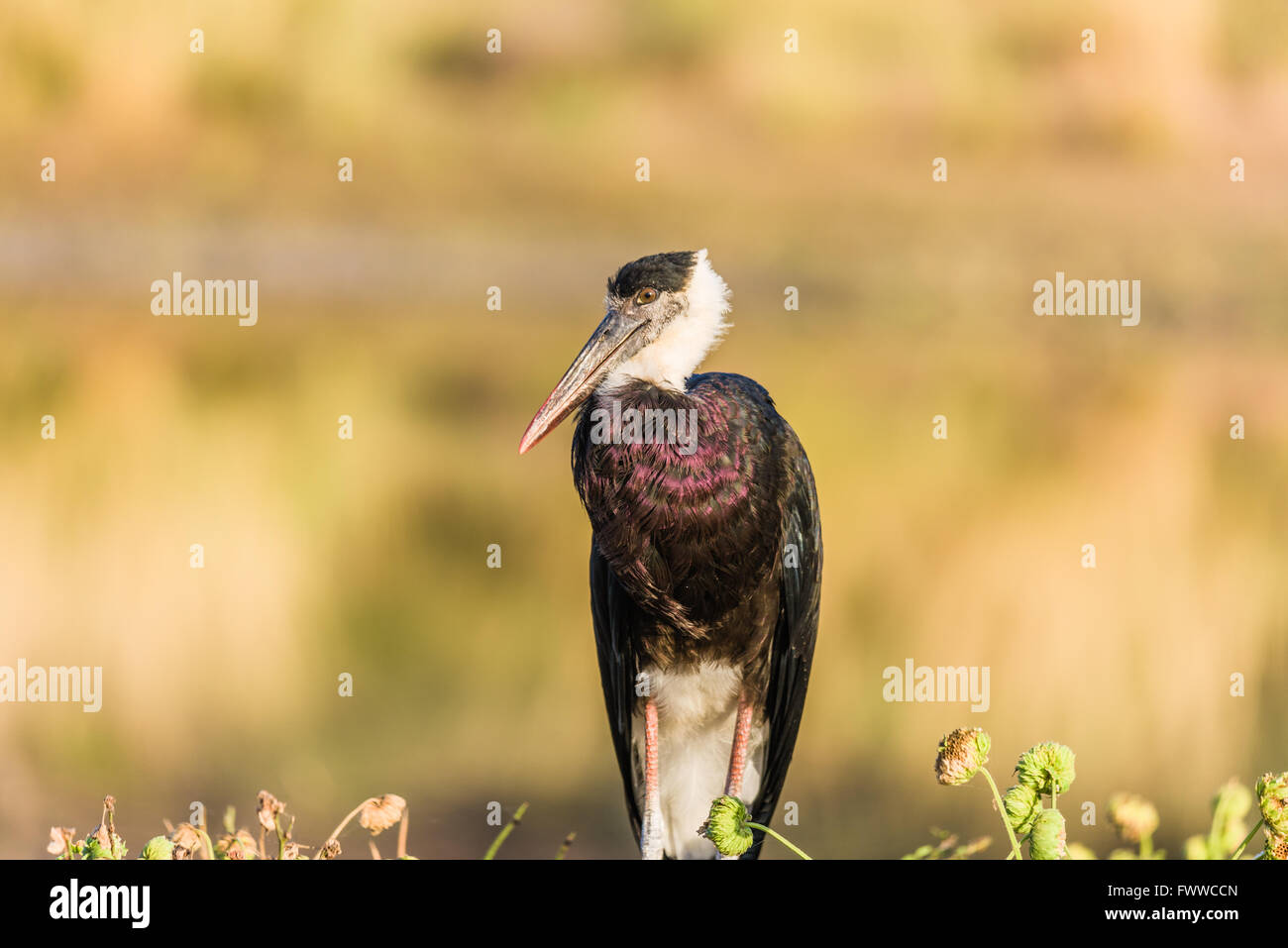 White large long necked bird hi-res stock photography and images - Alamy