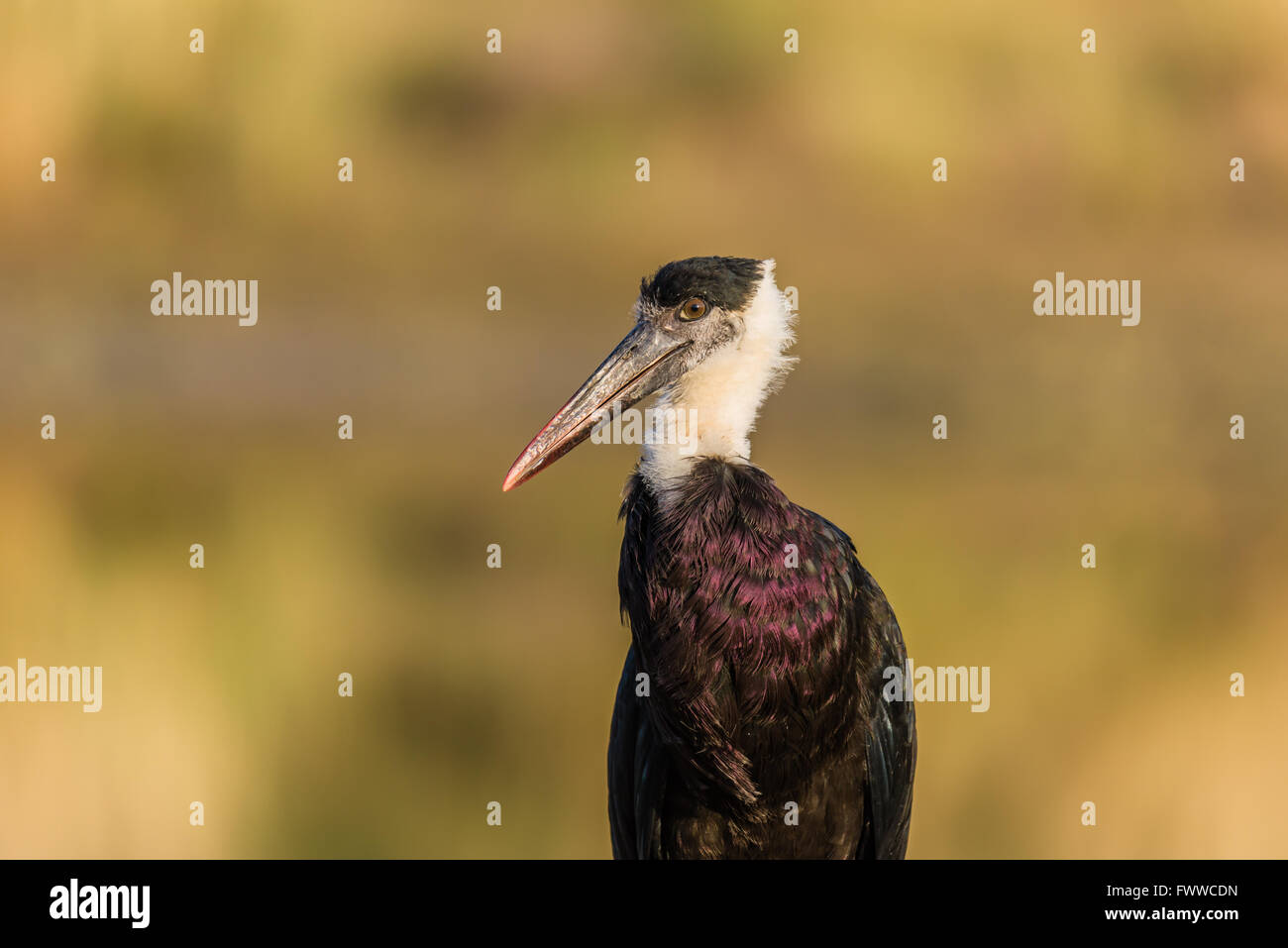 White large long necked bird hi-res stock photography and images - Alamy