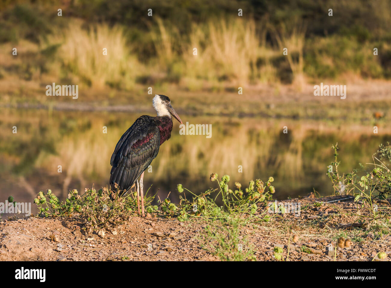 The woolly-necked stork, bishop stork or white-necked stork is a large ...