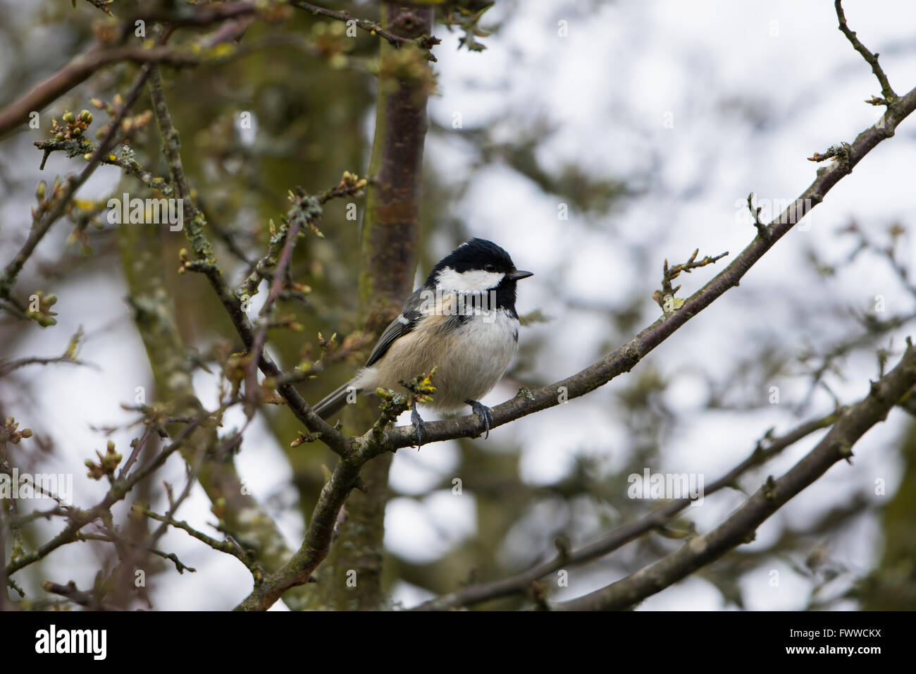 A Coal Tit (Periparus ater) sitting in Blackthorn bush Stock Photo - Alamy