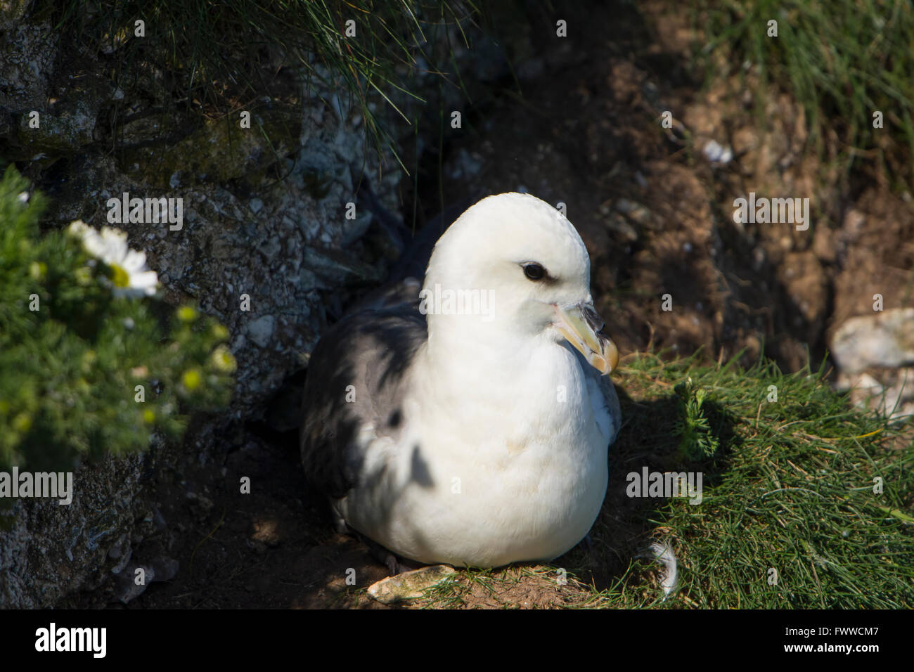 Cliff nose hi-res stock photography and images - Alamy