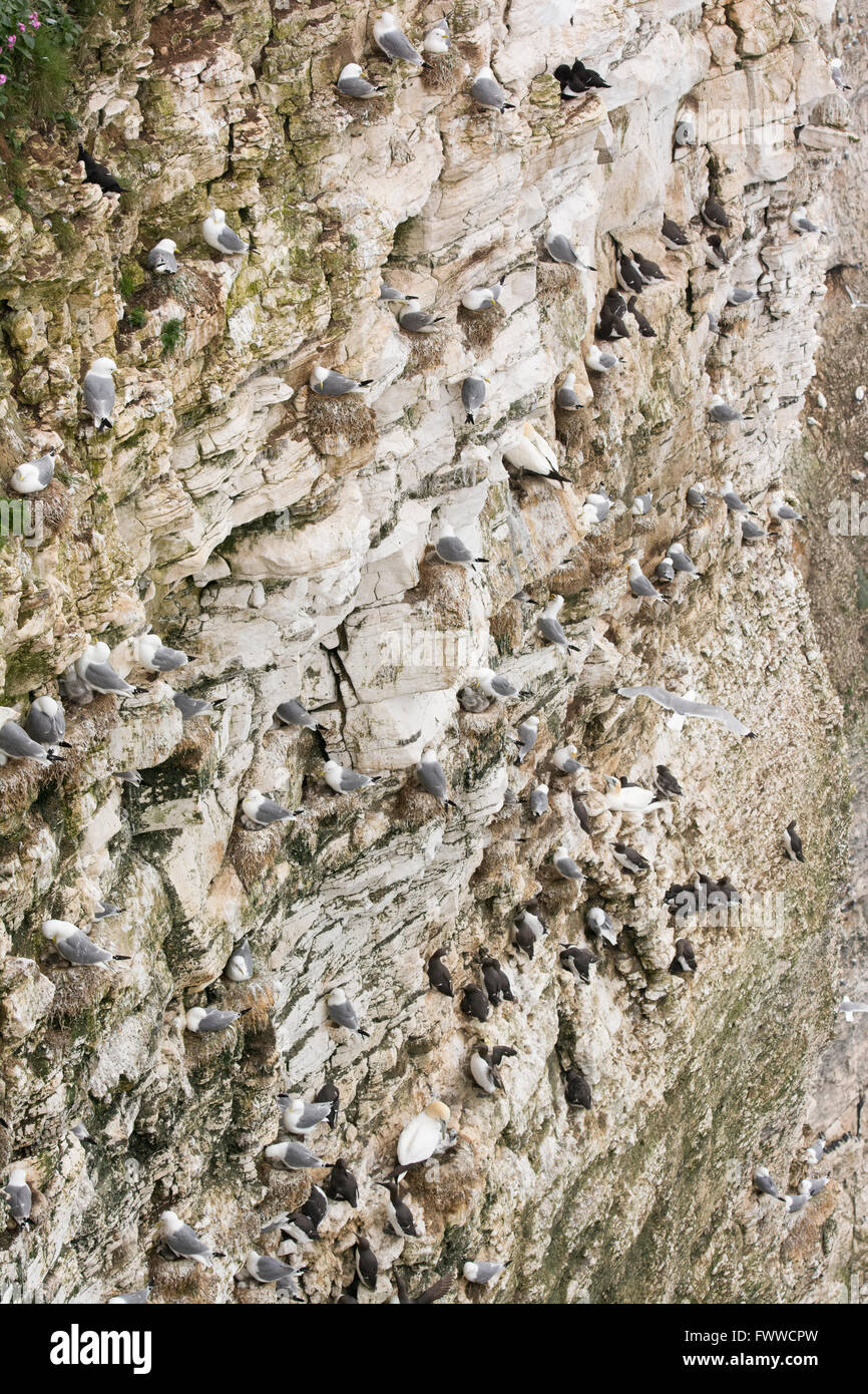 View of nesting seabird colonies on steep cliffs at Bempton, East ...