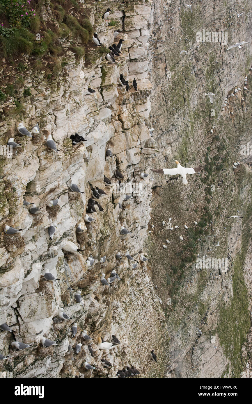 View of nesting seabird colonies on steep cliffs at Bempton, East ...