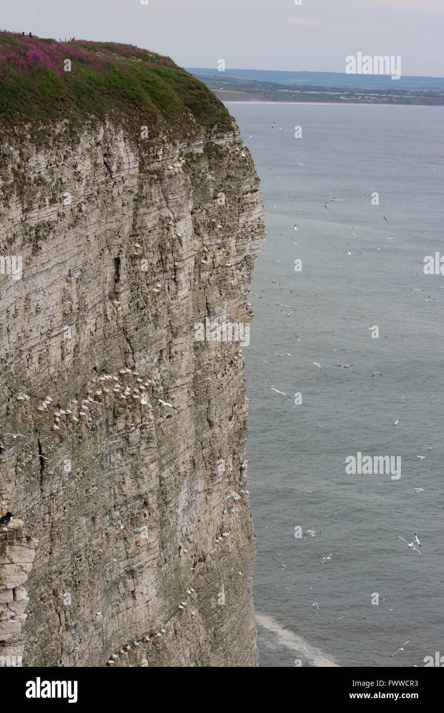 View of nesting seabird colonies on steep cliffs at Bempton, East ...