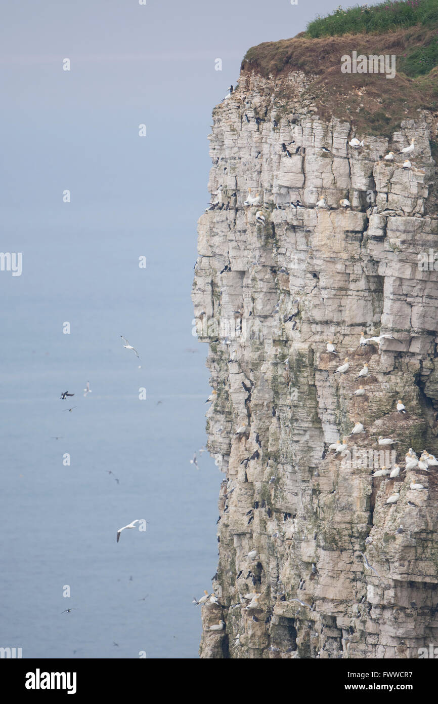 View of nesting seabird colonies on steep cliffs at Bempton, East ...