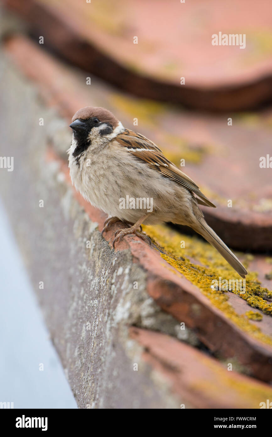 Adult tree sparrow hi-res stock photography and images - Alamy