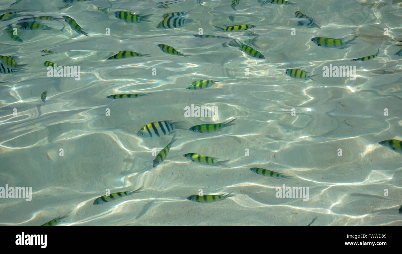 a swarm of colorful tropical fish near coast Stock Photo - Alamy