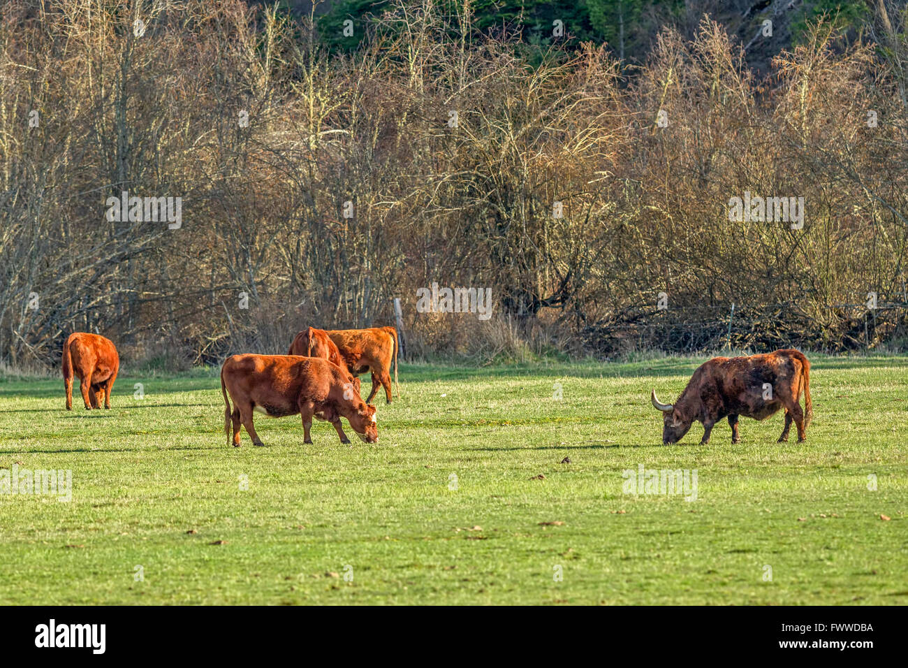 Cows grazing in the field Stock Photo - Alamy