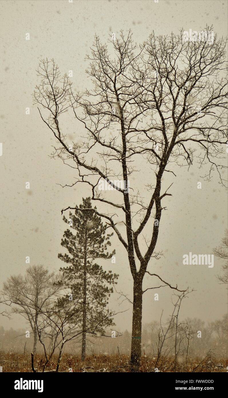 Tall tree winter hi-res stock photography and images - Alamy