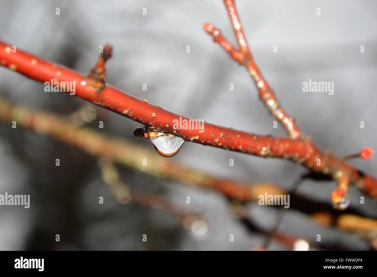 A single water droplet hanging from a red branch in the early spring ...