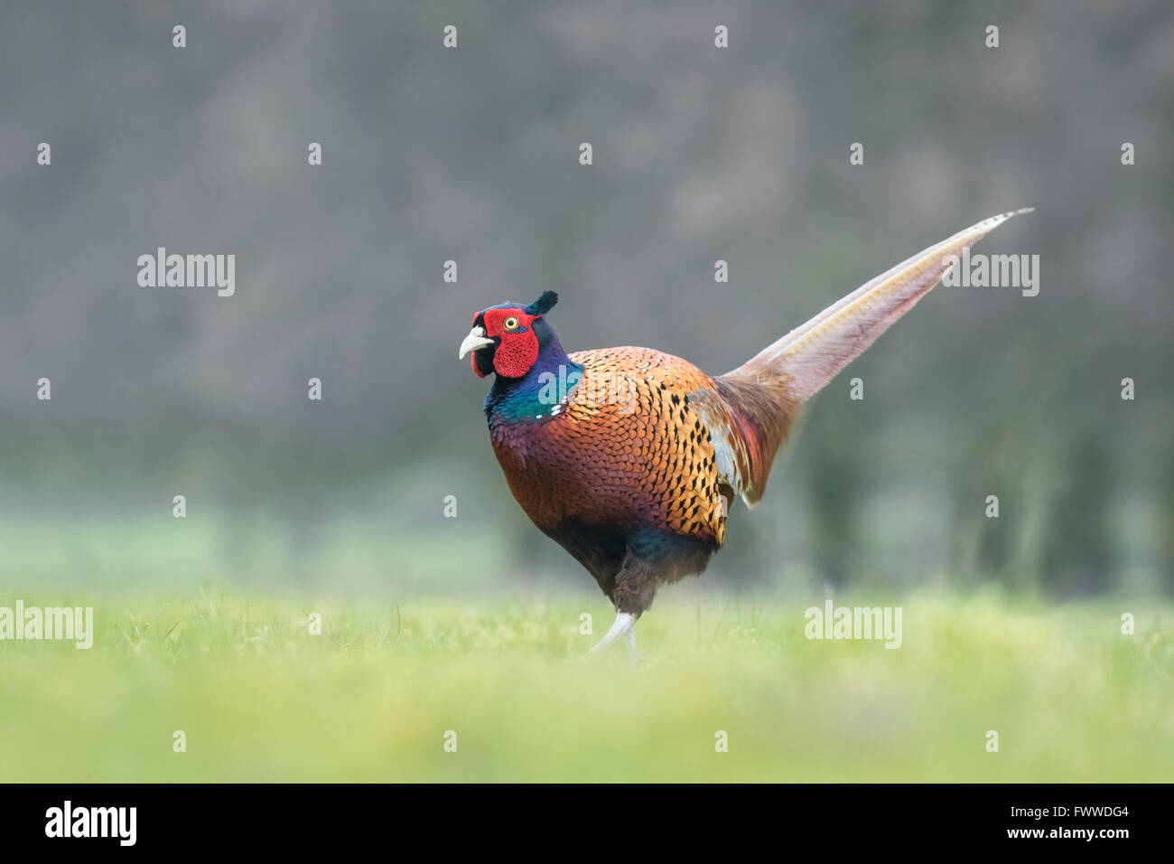 Male pheasant walking through a field facing the camera Stock Photo - Alamy