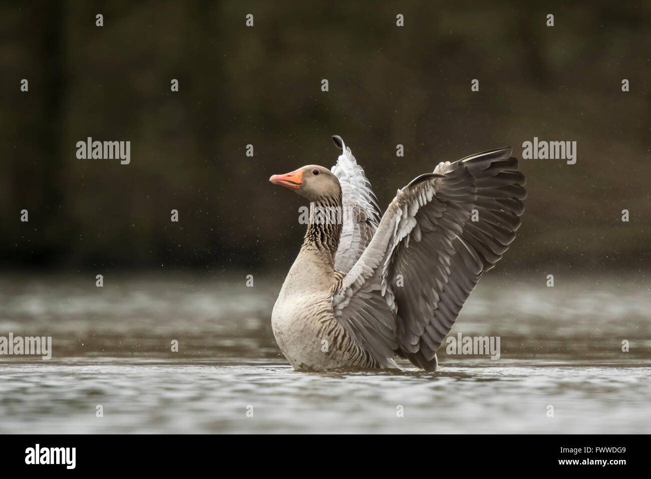 Greylag goose (Anser anser) washing, preening and splashing in the ...