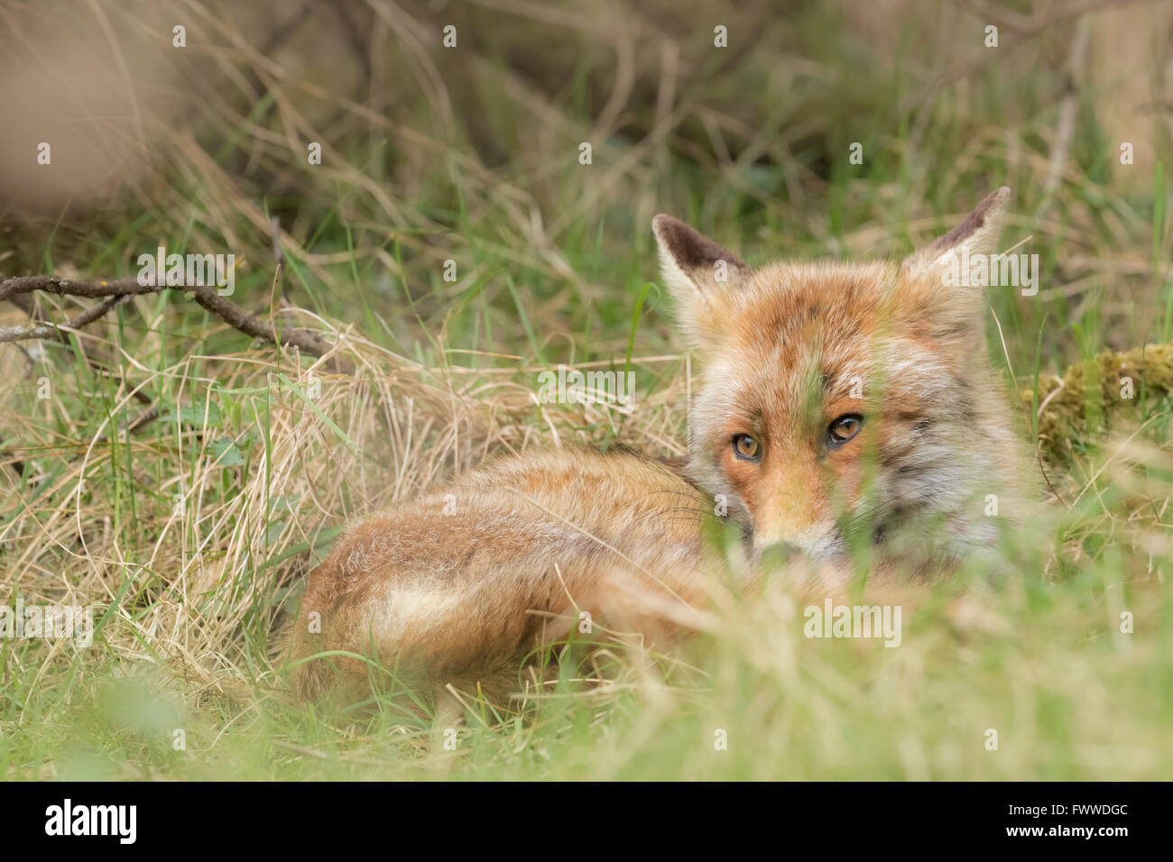 Wild young red fox (vulpes vulpes) vixen scavenging in a forest Stock Photo - Alamy