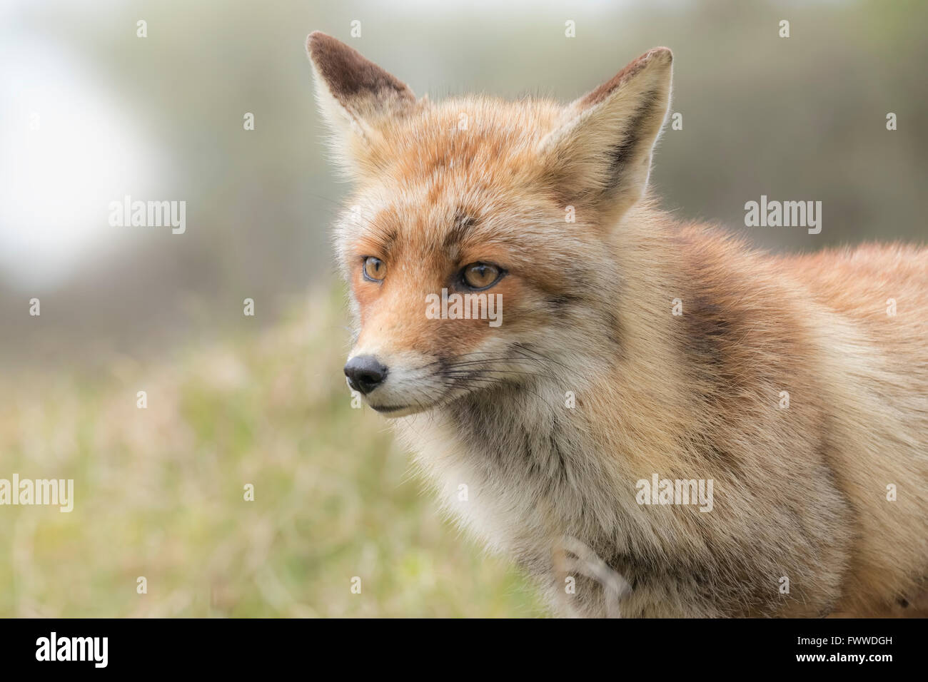 Wild young red fox (vulpes vulpes) vixen scavenging in a forest Stock ...