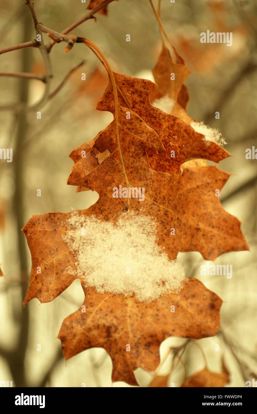 Single oak leaf hi-res stock photography and images - Alamy