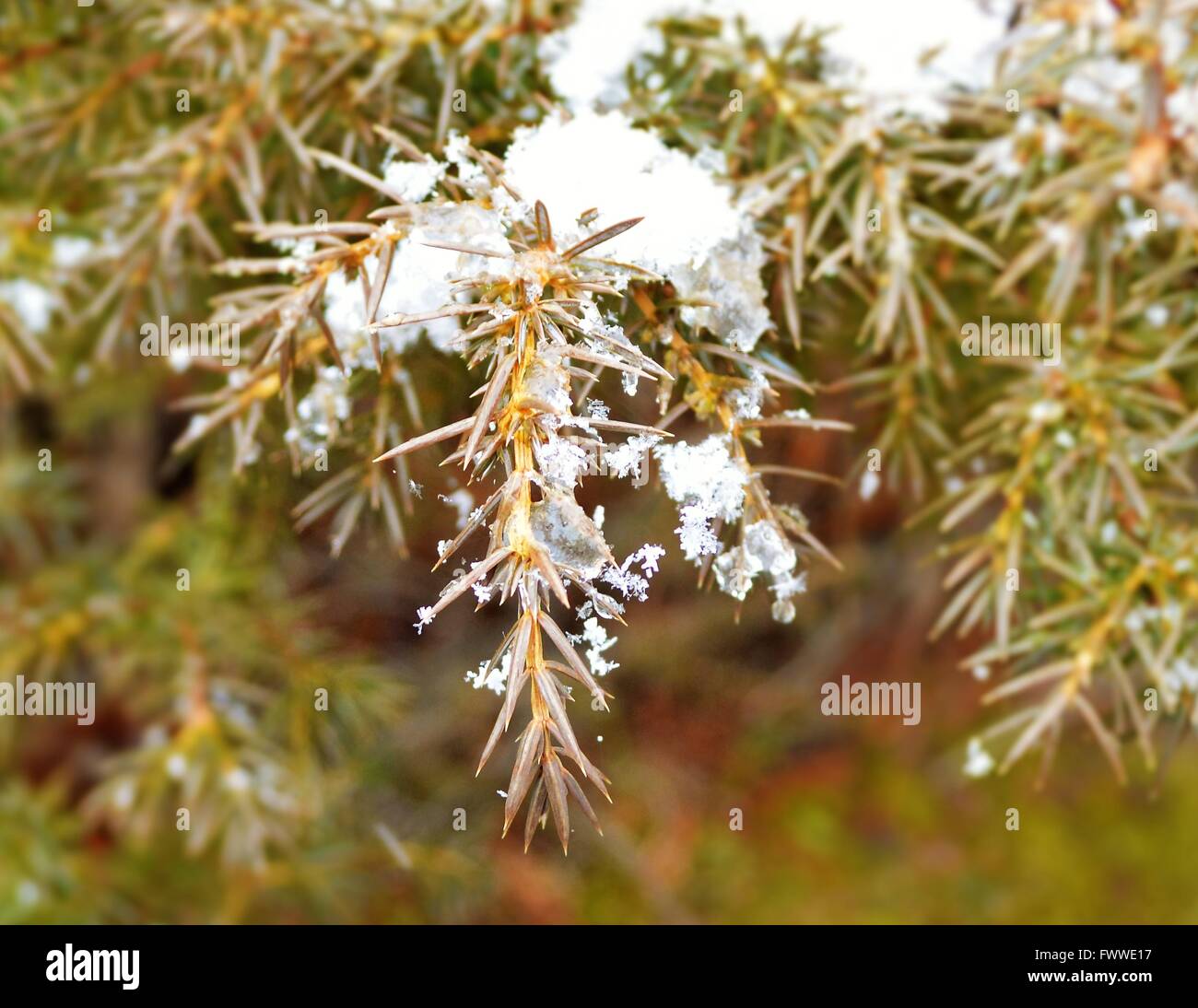 A close up of a pine branch covered in ice and snow Stock Photo - Alamy