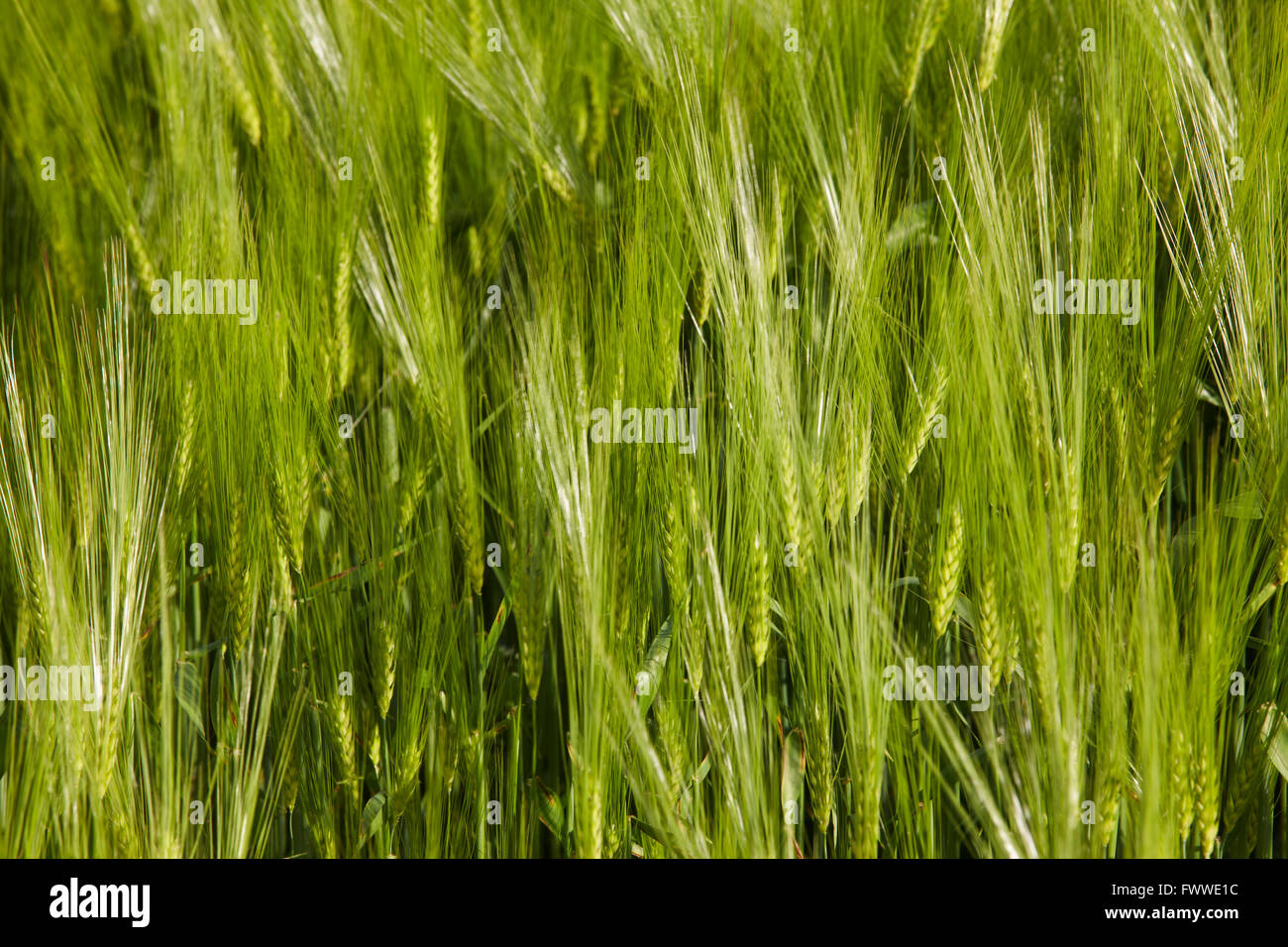 Horizontal spikes hi-res stock photography and images - Alamy
