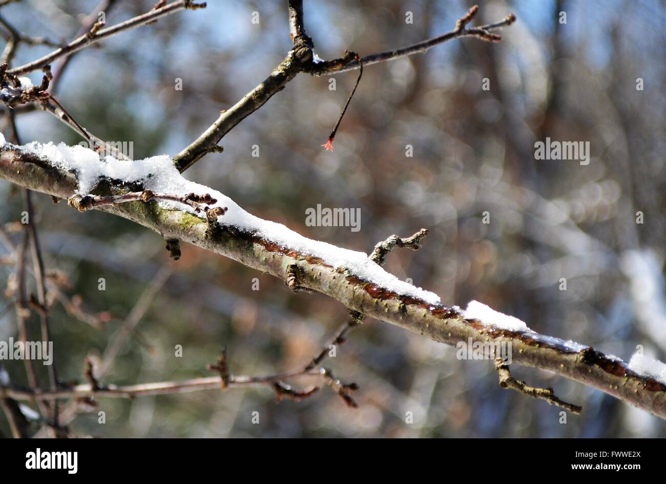 An early spring snow fall covers an angled crab apple tree branch Stock ...