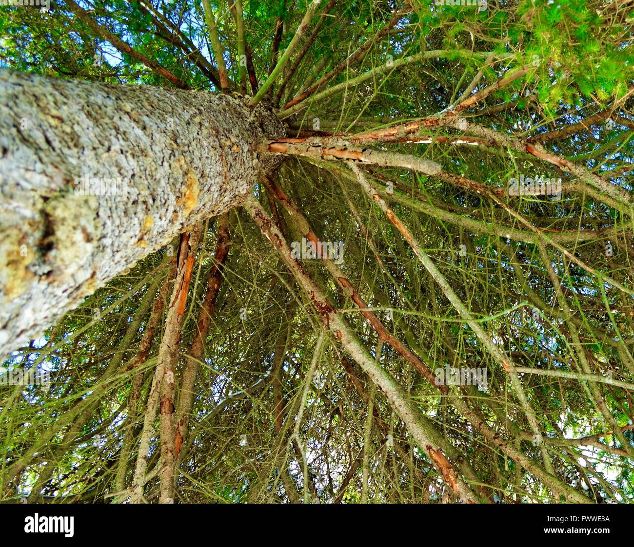Mature pine hi-res stock photography and images - Alamy