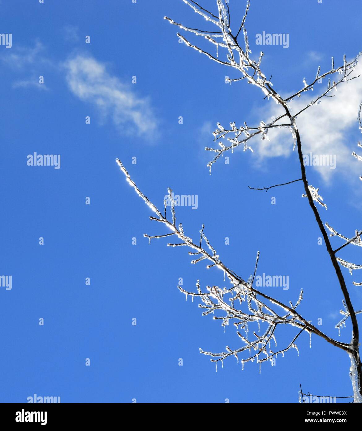 A beautiful picture of the ice reflecting the sun on the branches of a ...