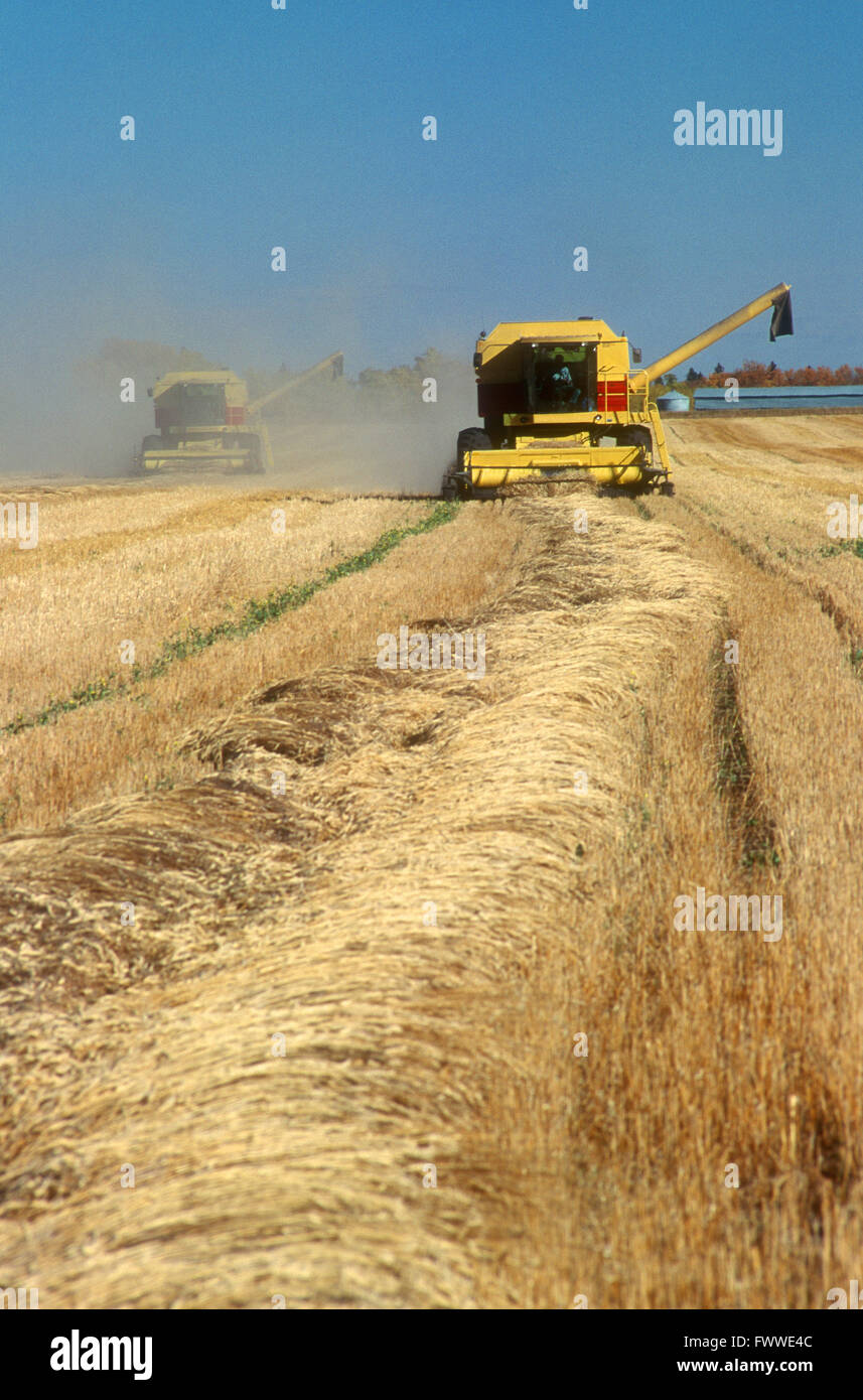 Combine harvesters harvesting grain prairie hi-res stock photography ...