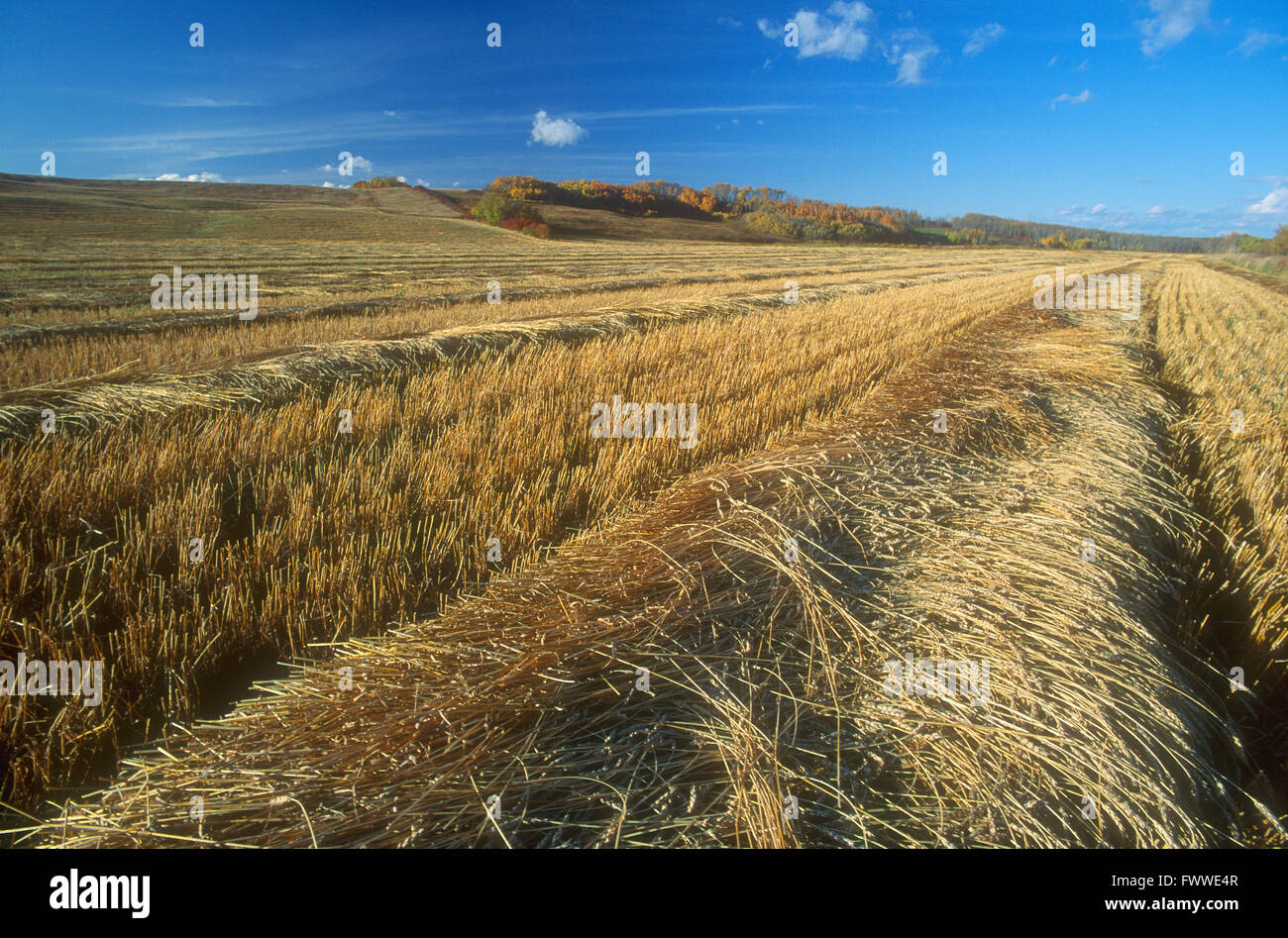 Swaths of Wheat in a Field, Alberta, Canada Stock Photo - Alamy