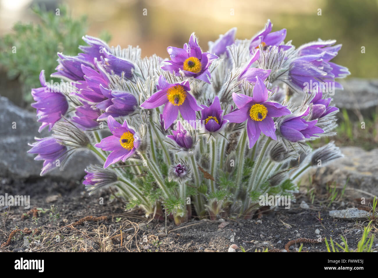 Blooming cluster of pasque flowers Pulsatilla halleri supspecies ...