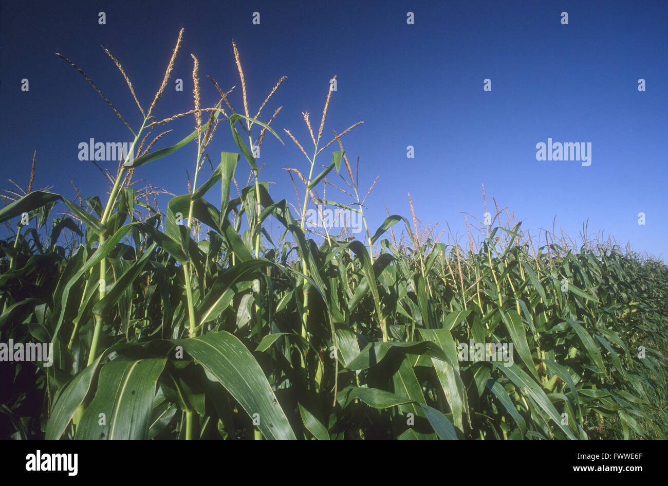 Nature stocks hi-res stock photography and images - Alamy