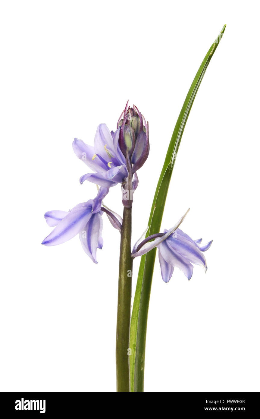 Closeup of bluebell flowers and a leaf isolated against white Stock ...