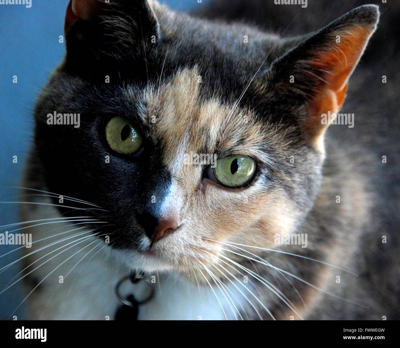 Striking markings hi-res stock photography and images - Alamy