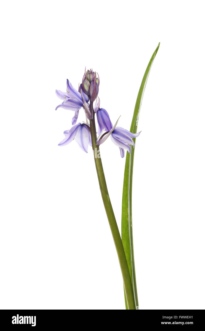 Bluebell flowers and a single leaf isolated against white Stock Photo ...