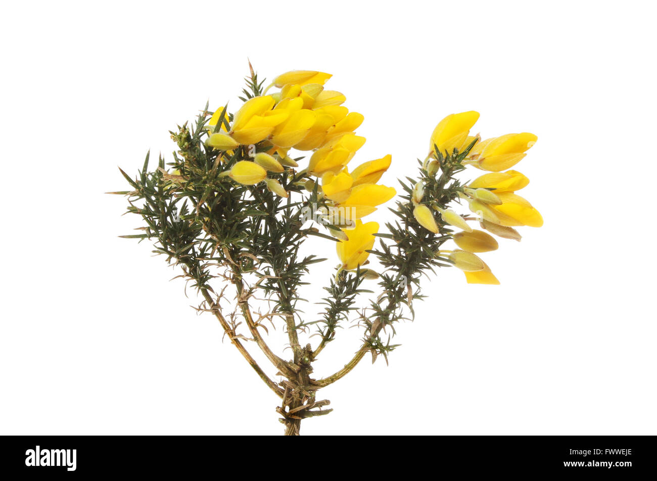 Gorse flowers hi-res stock photography and images - Alamy