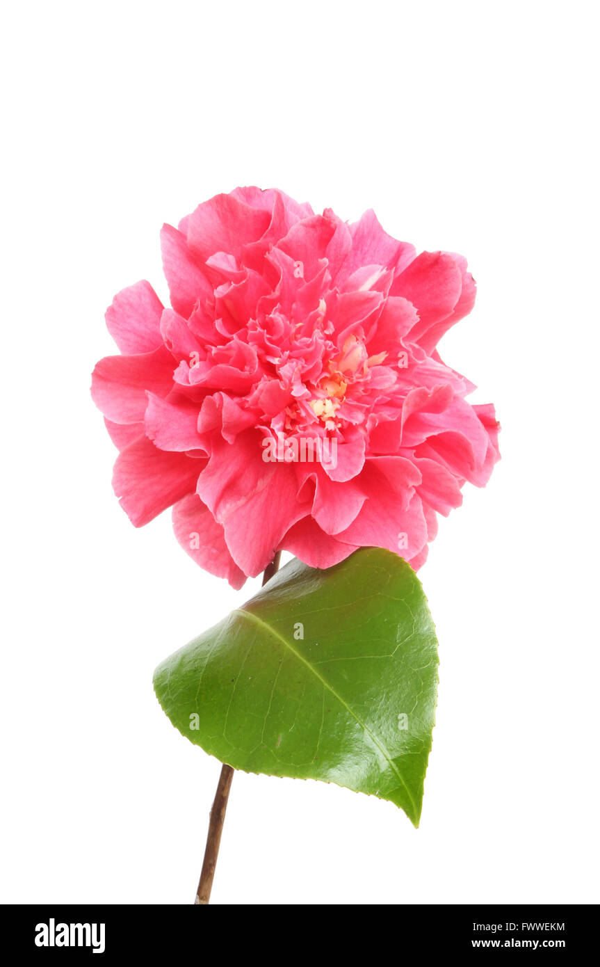 Frilly red Camellia flower and a single glossy leaf isolated against ...